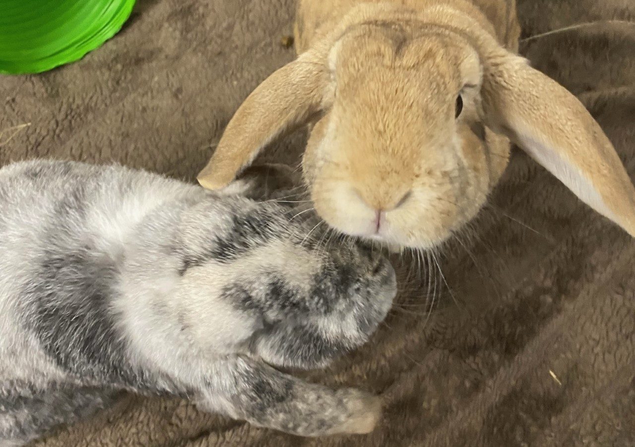 Rabbits – Society for Abandoned Animals