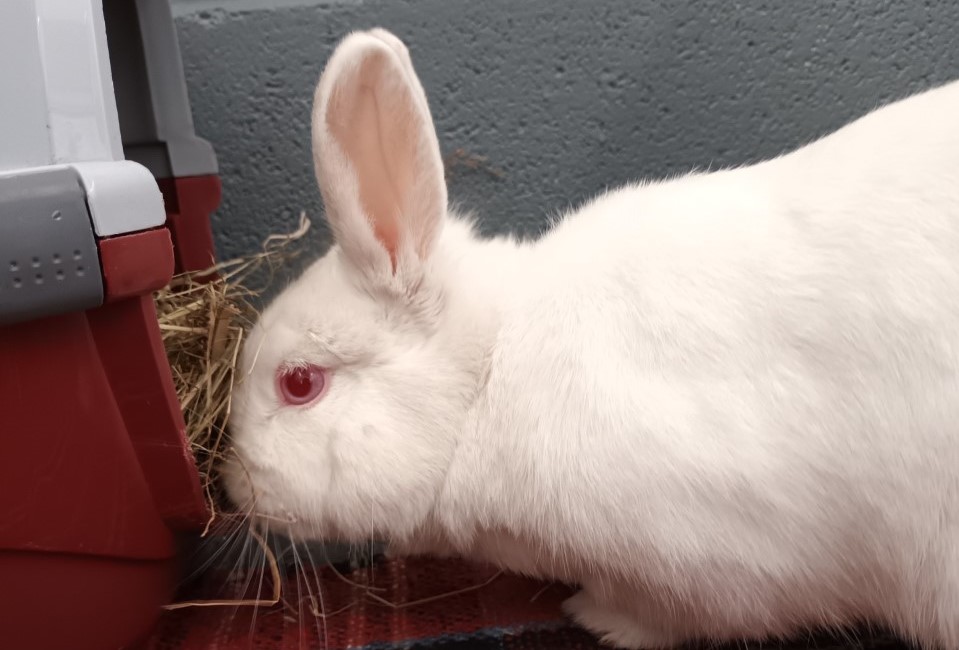 Rabbits – Society for Abandoned Animals