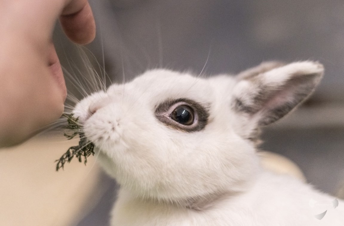 Rabbits – Society for Abandoned Animals