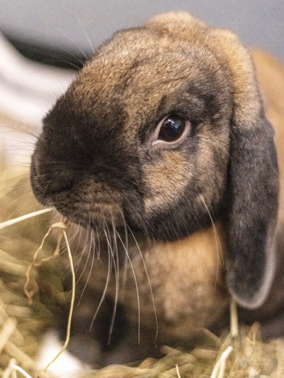 Rabbit Care Assistant – Society for Abandoned Animals