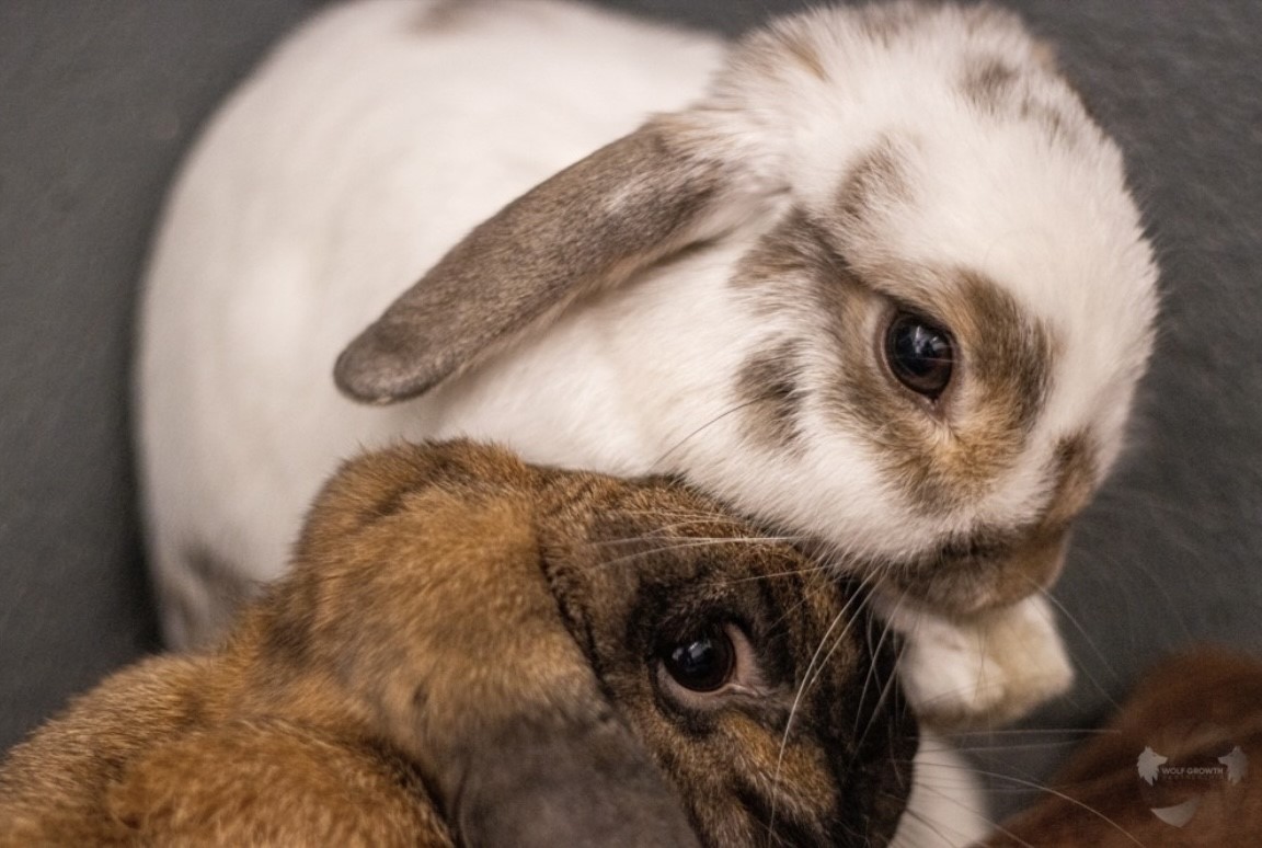 Rabbits – Society for Abandoned Animals
