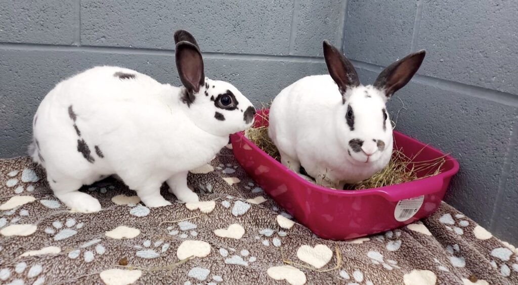 Rabbits – Society for Abandoned Animals