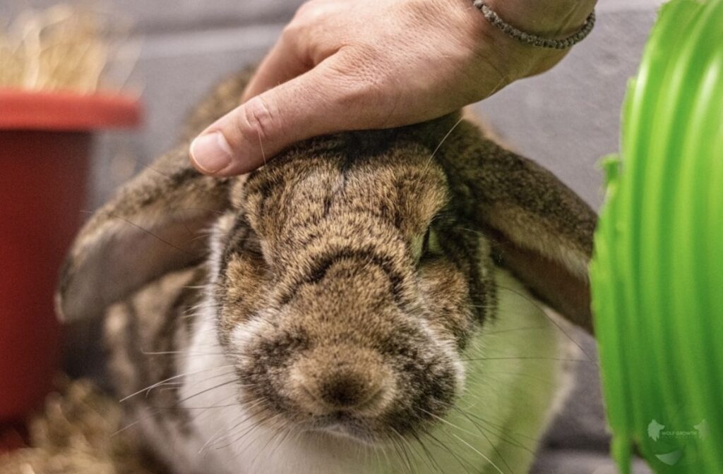 Rabbits – Society for Abandoned Animals