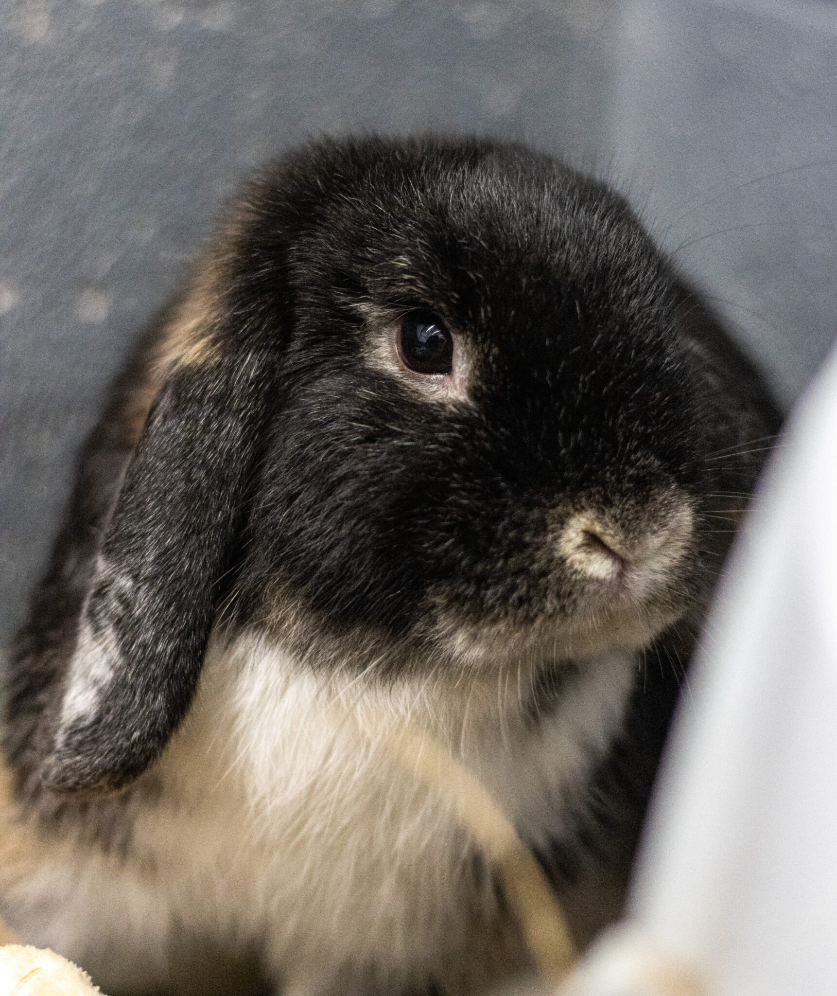 Rabbits – Society for Abandoned Animals