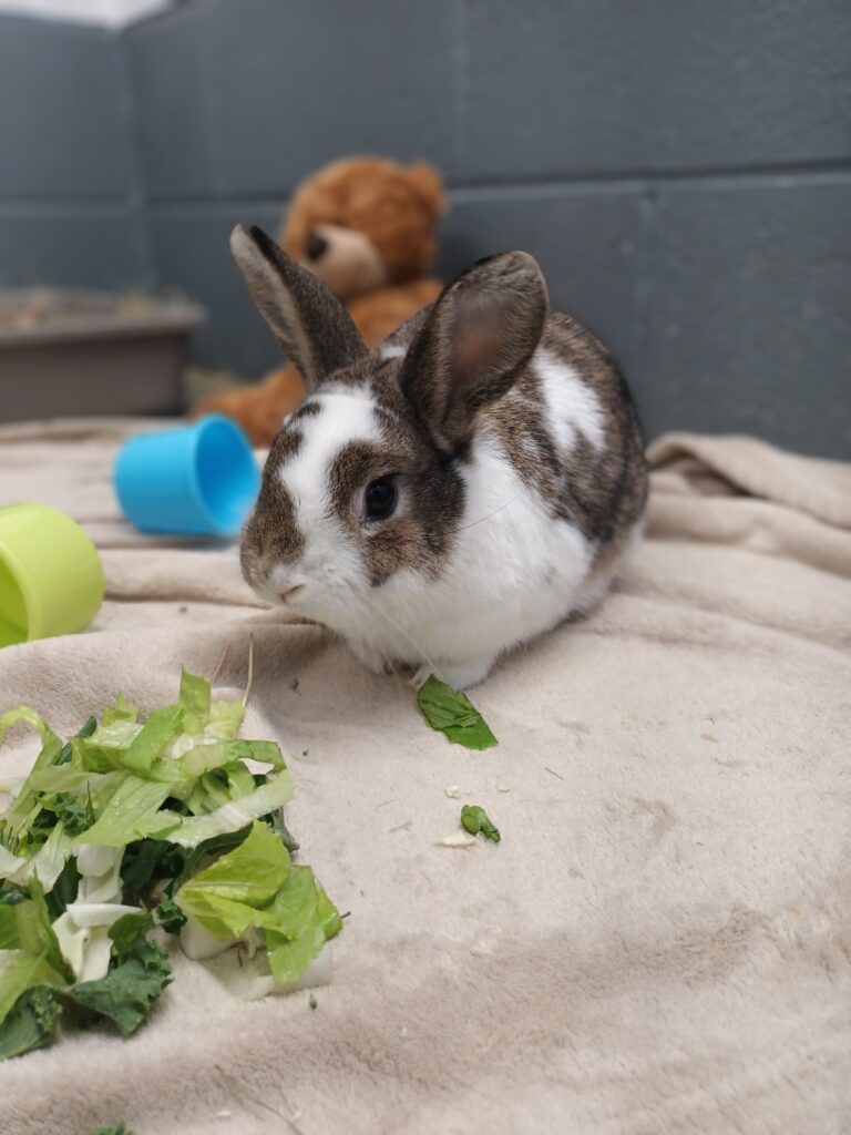 Rabbits – Society for Abandoned Animals