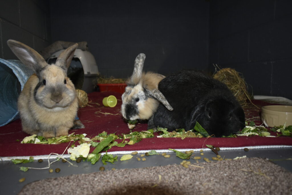 Rabbits – Society for Abandoned Animals